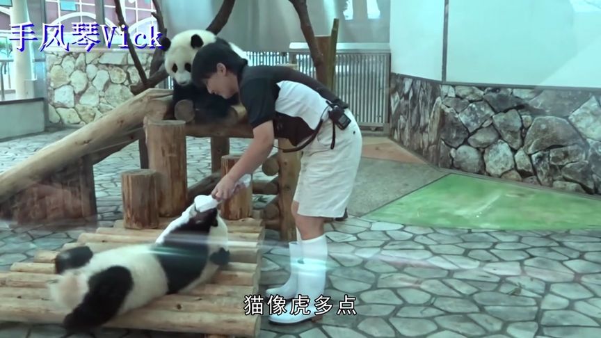 熊猫:大熊猫到底属于什么科,很多人都不了解的真相!