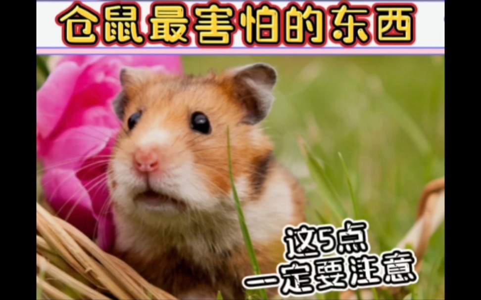 仓鼠最害怕的东西