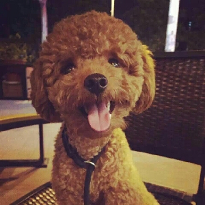 瑞木端良 
