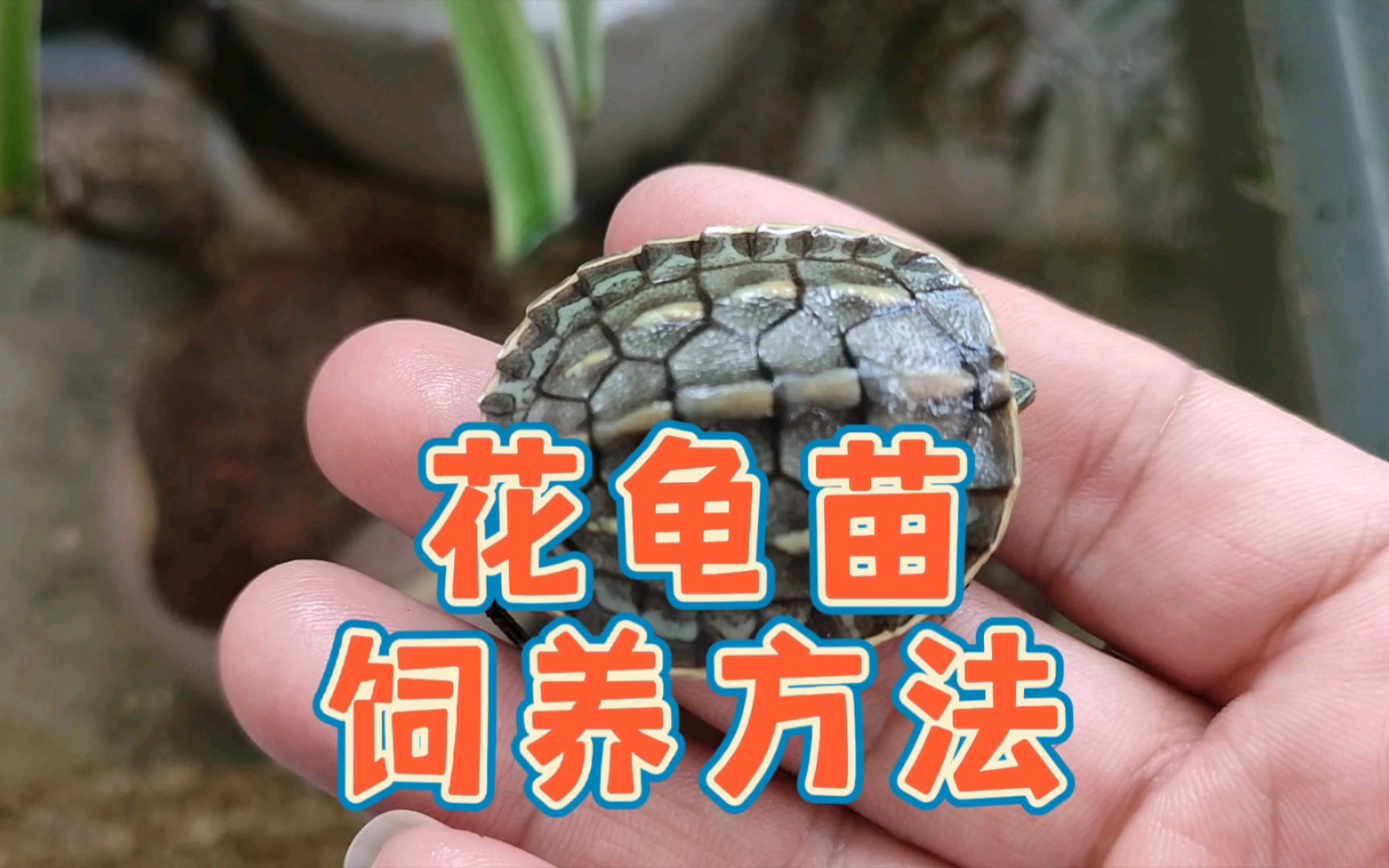 ...花龟苗怎么养好?台湾草龟的特点介绍,珍珠龟硬币苗草龟饲养方法和...