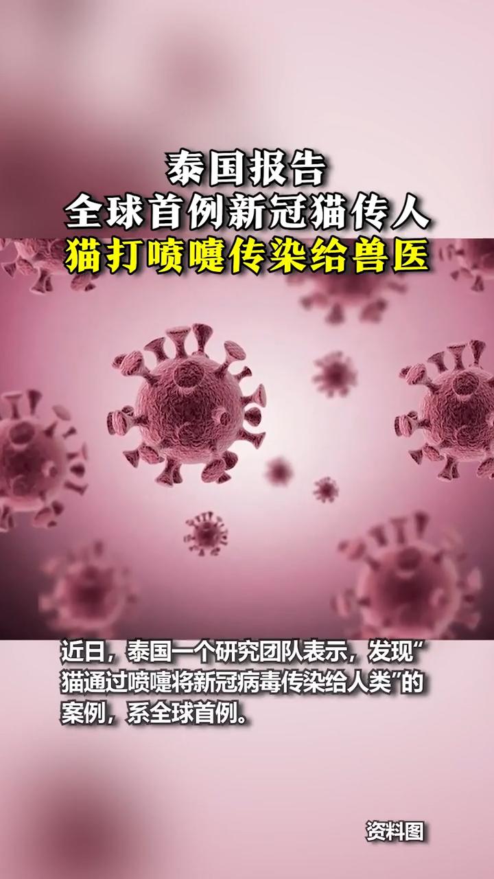 泰国报告全球首例新冠猫传人 猫打喷嚏传染给兽医