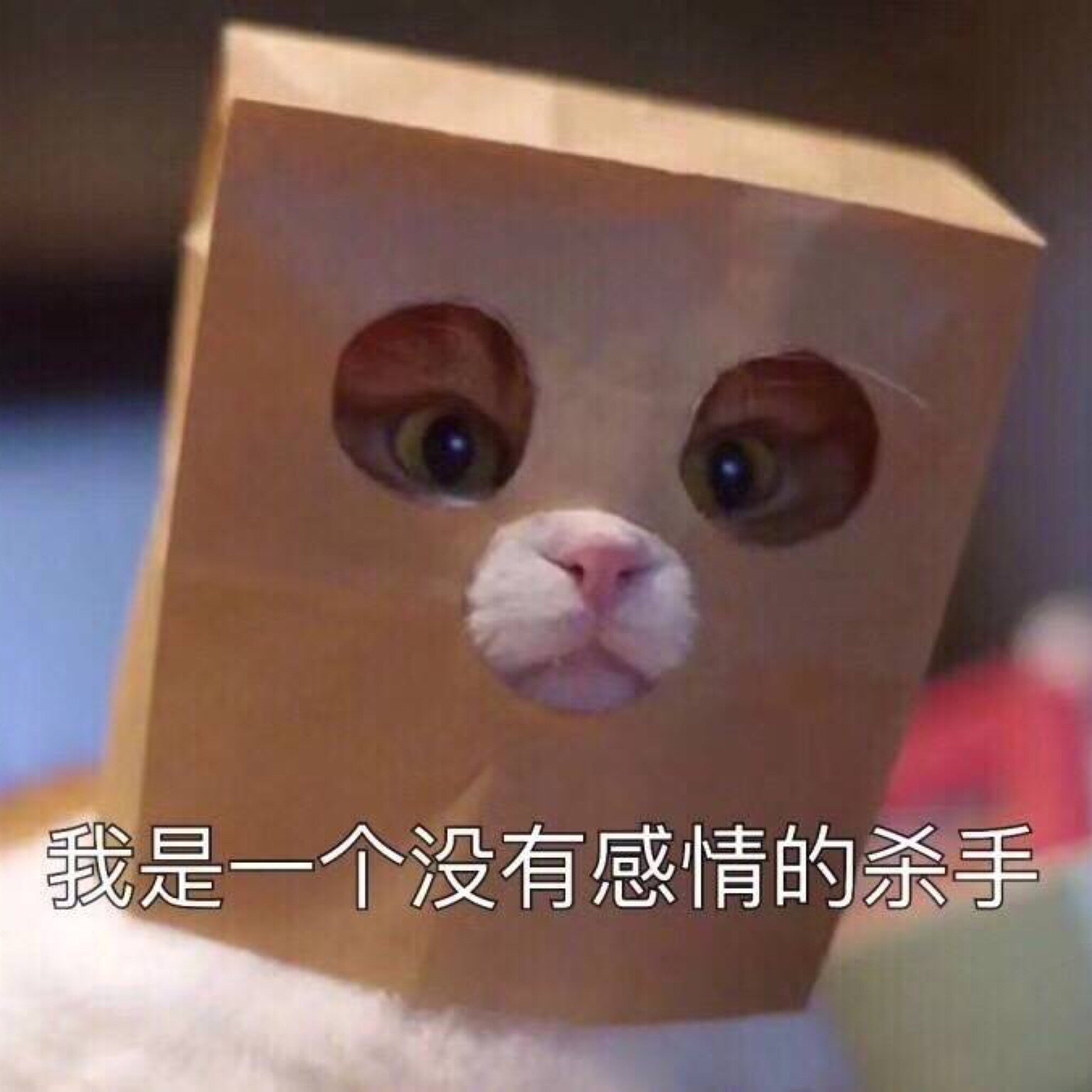 别叫我狗哥- 