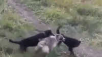 群狗打架, 边上还有一个找机会动手的