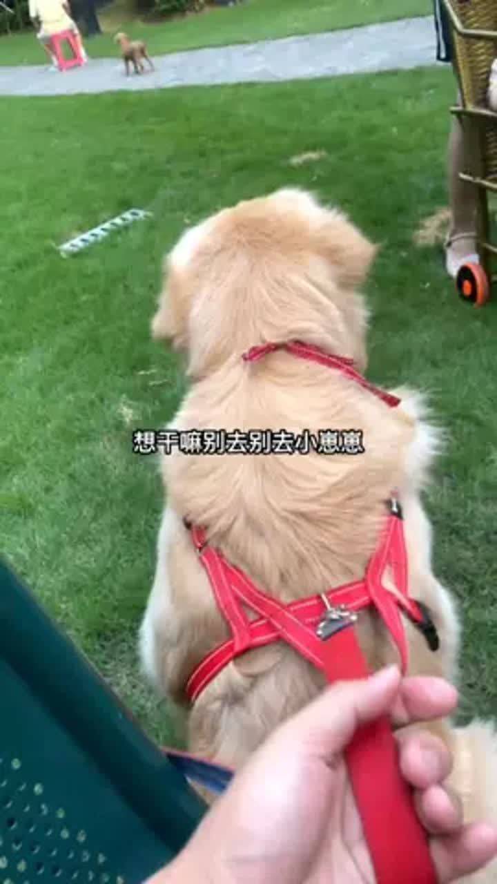 出门遛狗拜托牵个绳吧,万一小狗挑衅大狗反被咬,又是扯不清的责任了