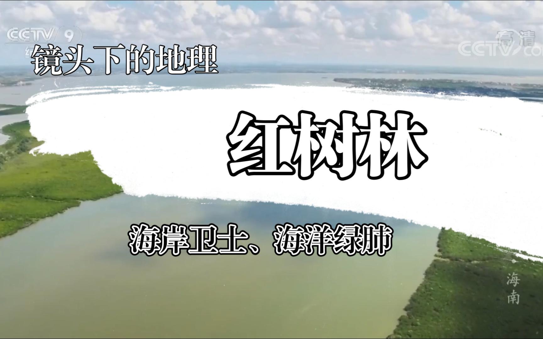 红树林,海岸带海陆交错区生产能力最高的海洋生态系统之一