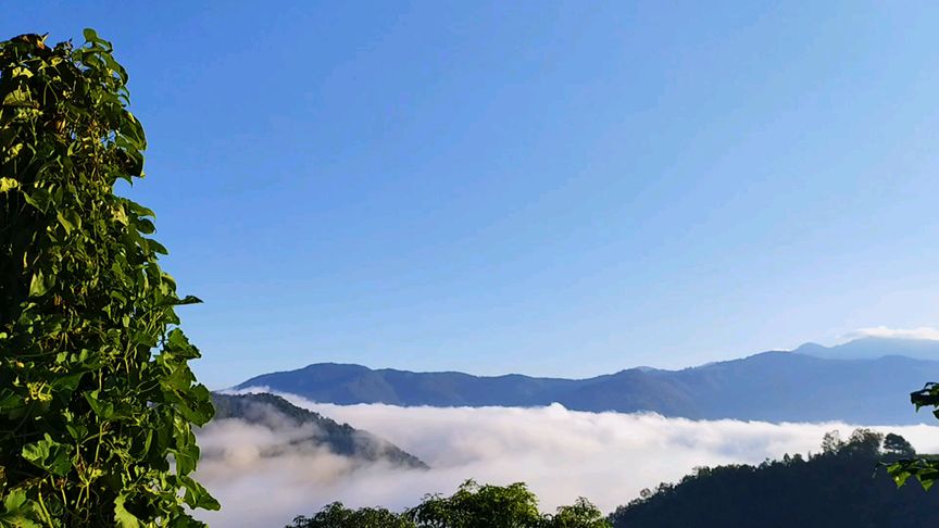云南普洱咖啡种植林地