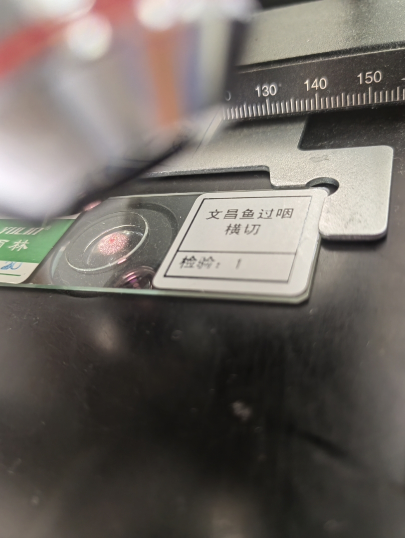 显微镜下观察——文昌鱼过咽横切