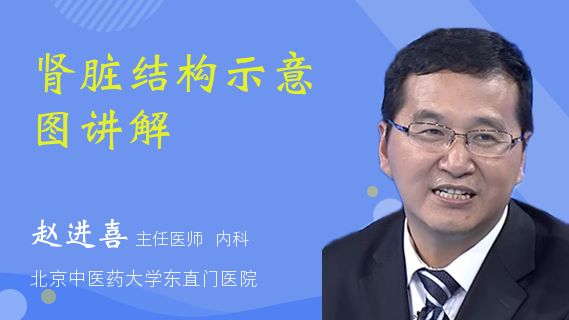 肾脏结构示意图讲解