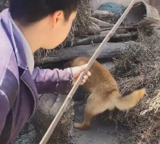 这是啥动物,跑到柴火垛下面,被狗咬死了