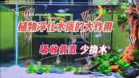 植物净化水质的大作用,吸收氨氮,少换水,养鱼笔记第4季32集