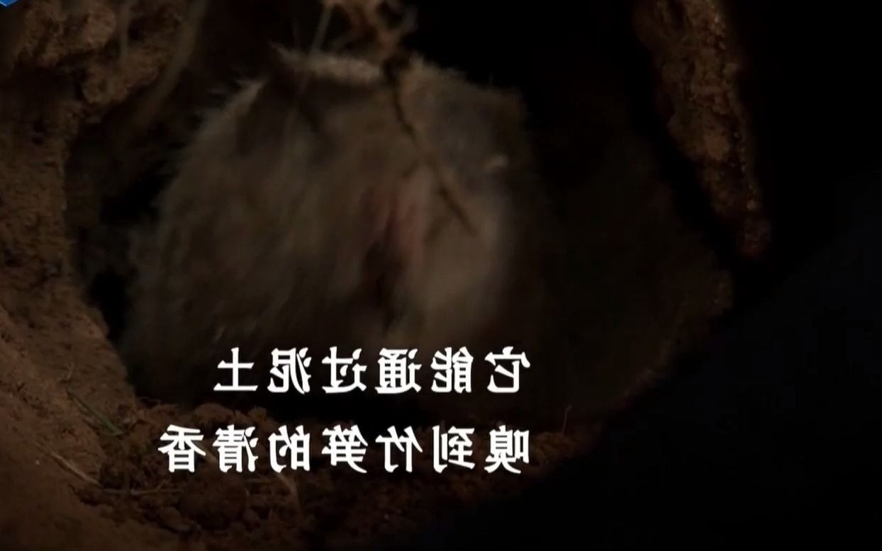 一个软件在家轻松搞定录课直播(obs软件教学)鲁老师的小猪微课