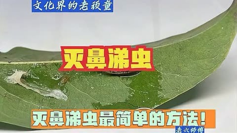 灭鼻涕虫最简单的方法!
