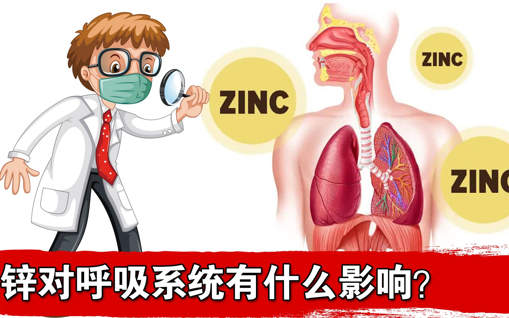锌对呼吸系统和免疫系统的作用是什么?