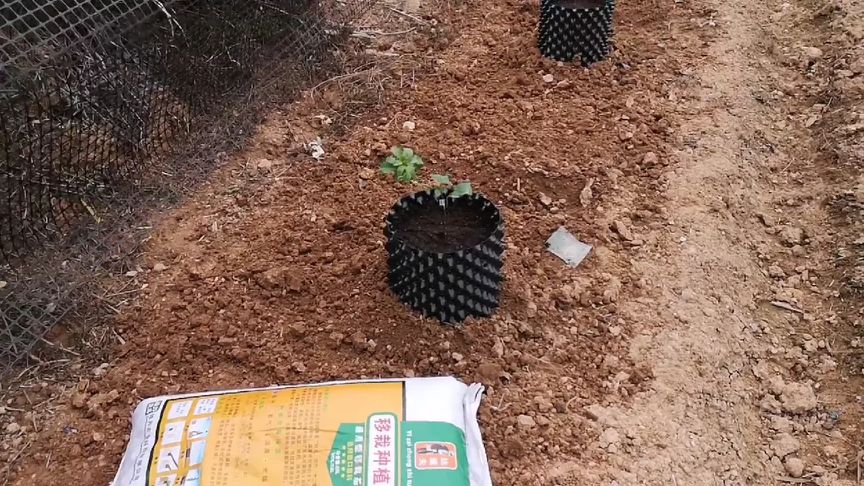 控根器种植百香果有什么优势九弟决定试试,成功就会有更好的发展
