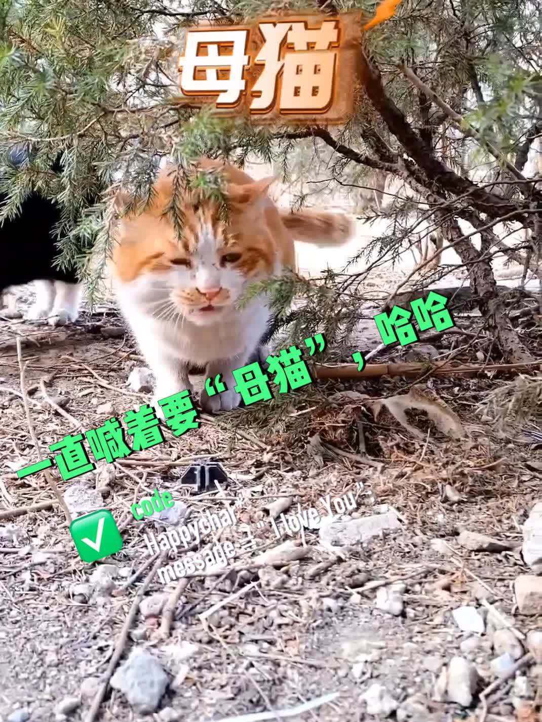这只流浪猫一直喊着要"母猫"~哈哈…流浪猫救助