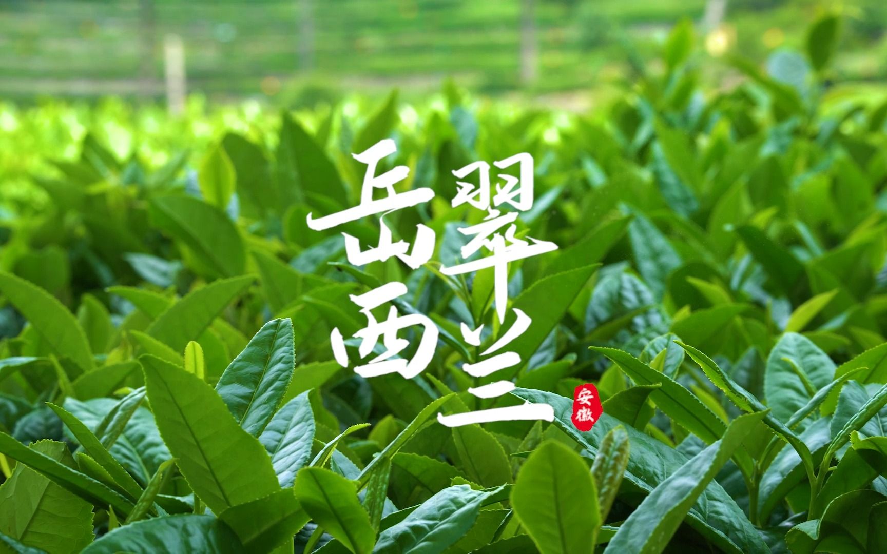 《岳西翠兰》 | 非遗传承助力乡村振兴 | “三下乡”暑期社会实践活动