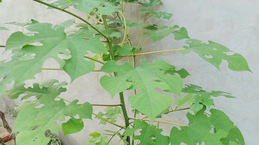 构树果,人称天然肾宝,原来构树好处这么多,涨知识了