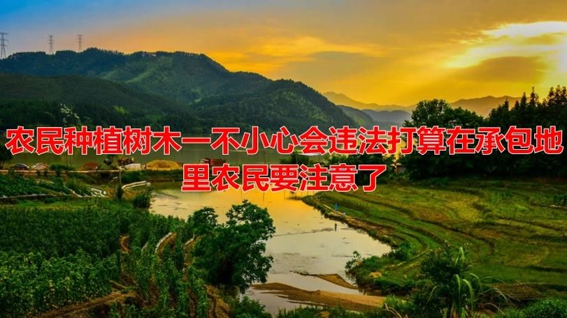 农民种植树木,一不小心会违法,打算在承包地里,农民要注意了