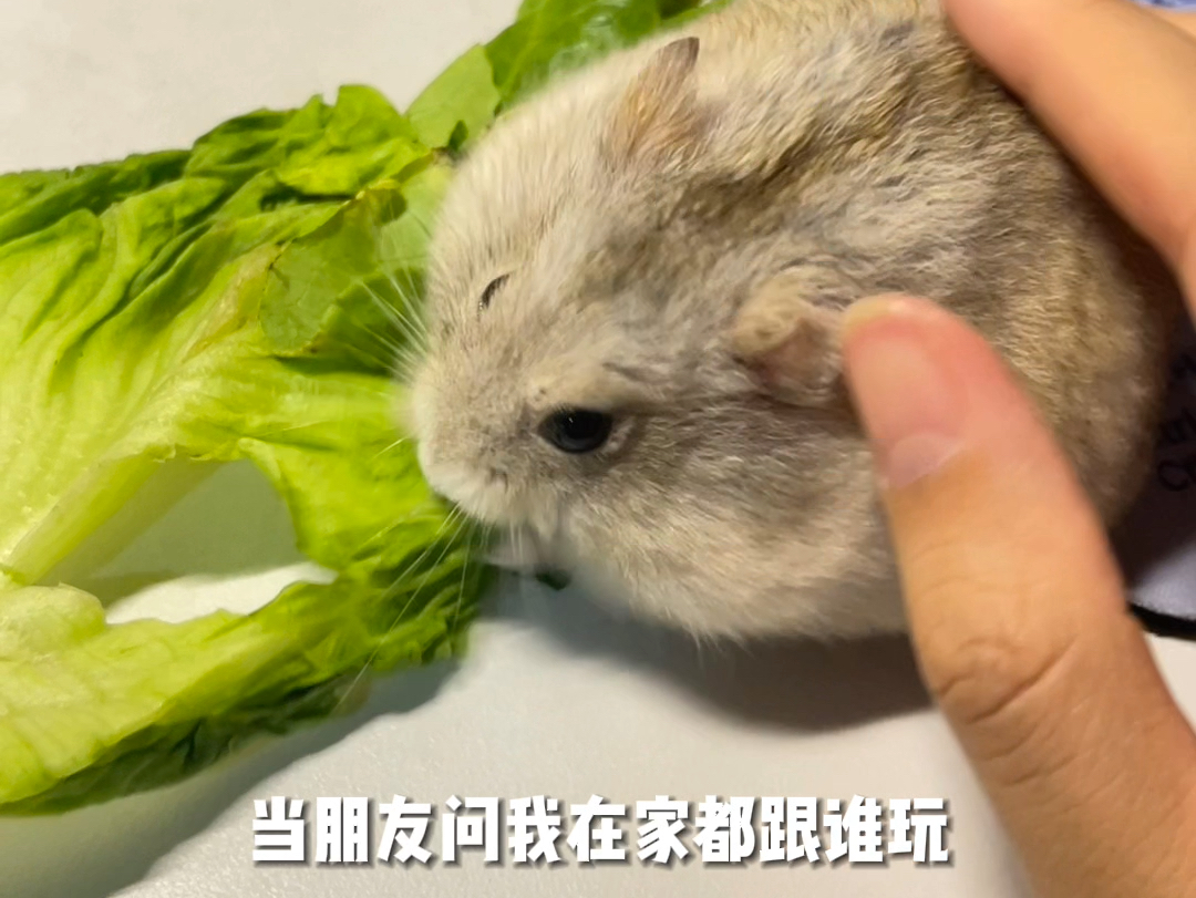 当朋友问我在家都跟谁玩…