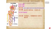 肾单位的结构及尿的形成过程 六十三中 生物 苏媛