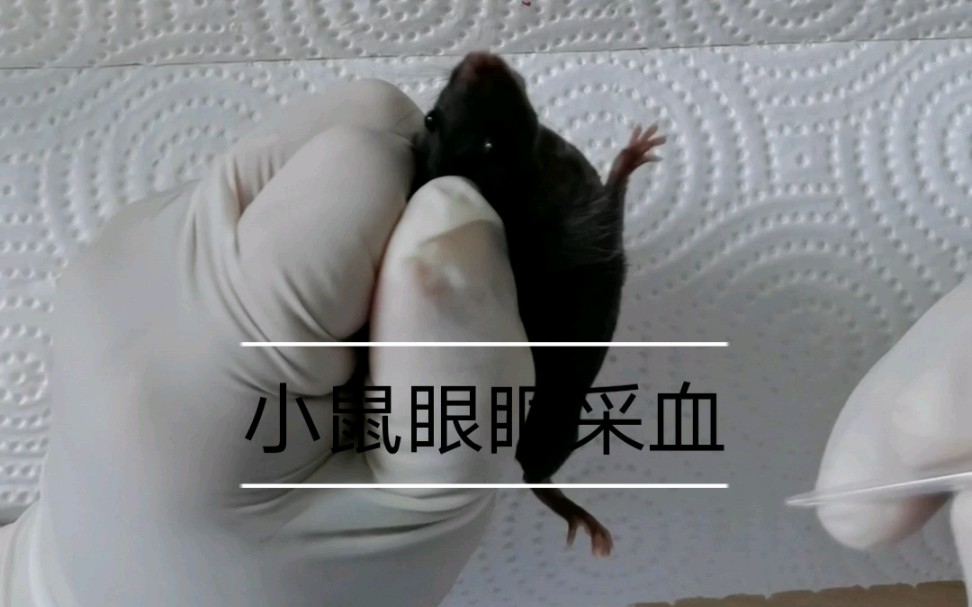 小鼠眼眶采血