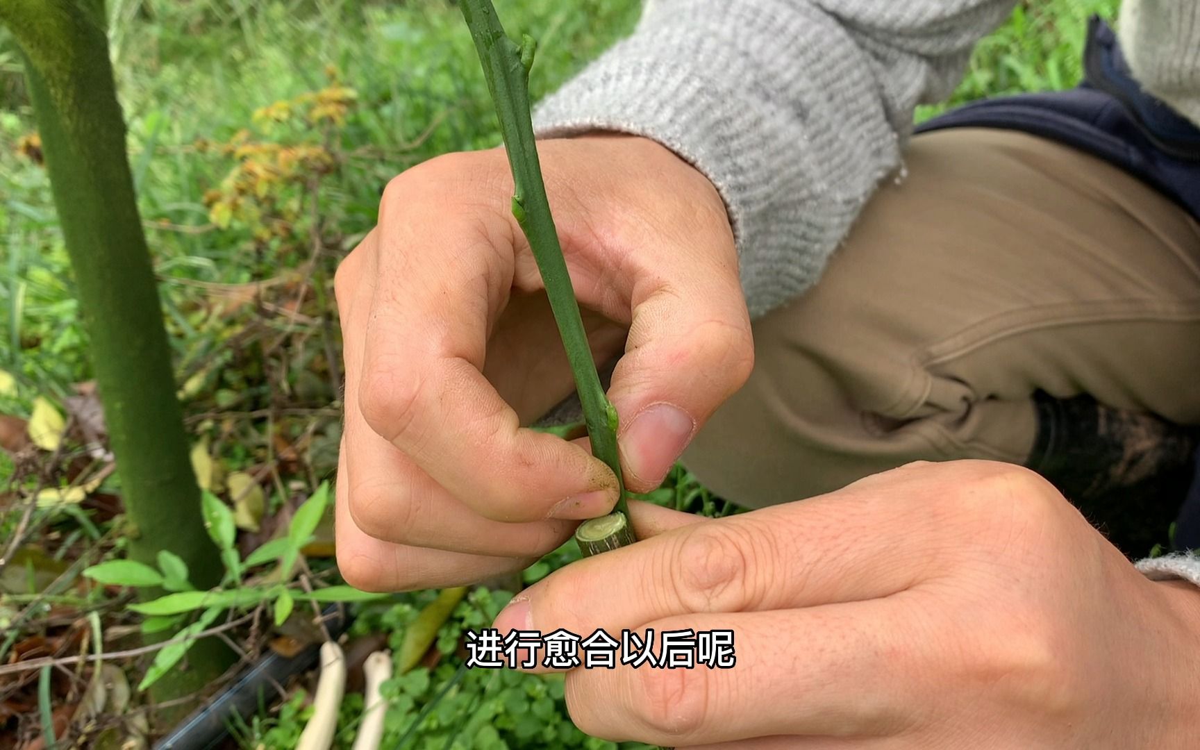 柑橘嫁接技术分享,嫁接一定要细致。