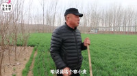 小麦种植的一些相关知识,有什么步骤?大家来学习一下吧!