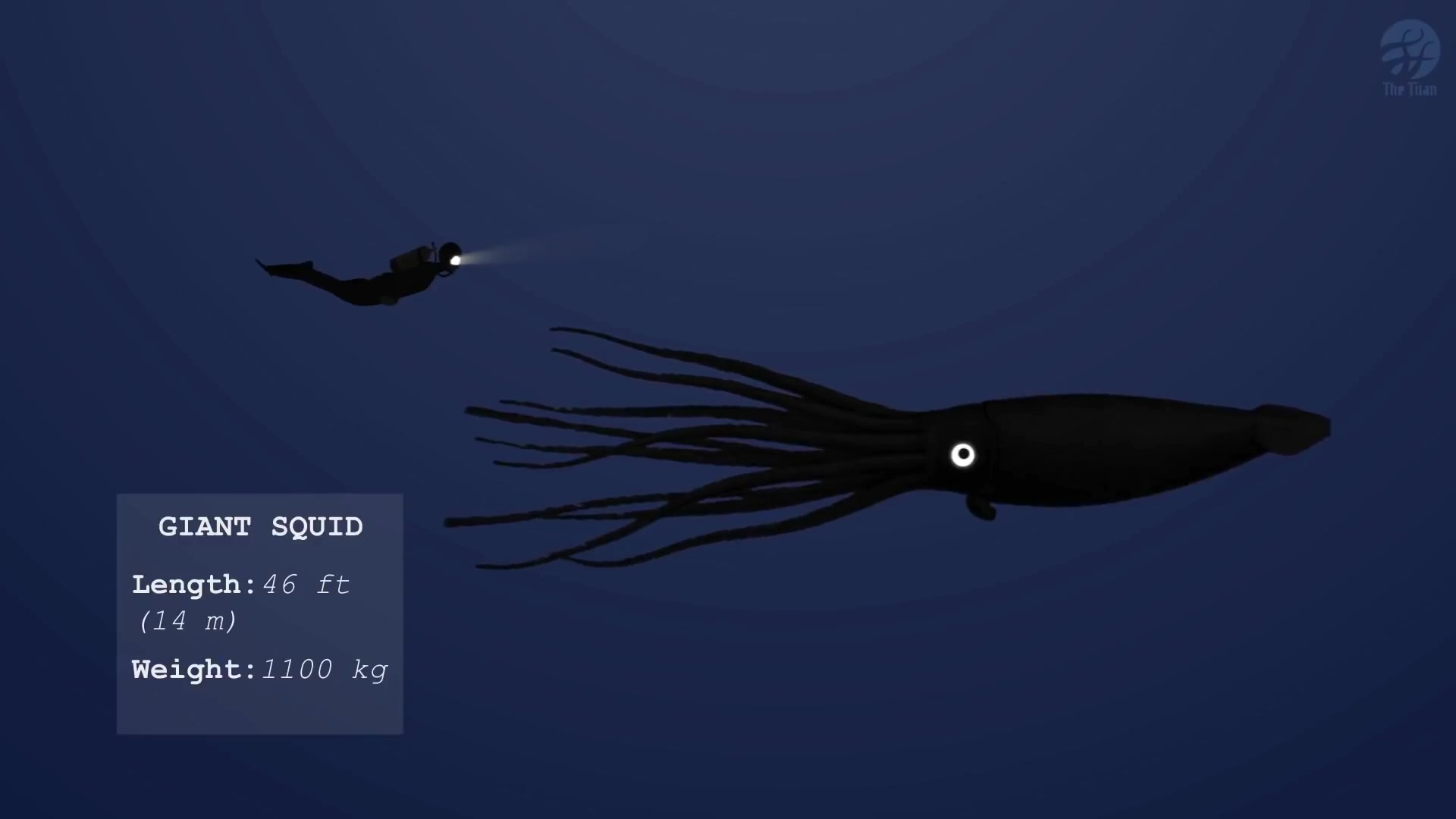 海洋生物的体积规模