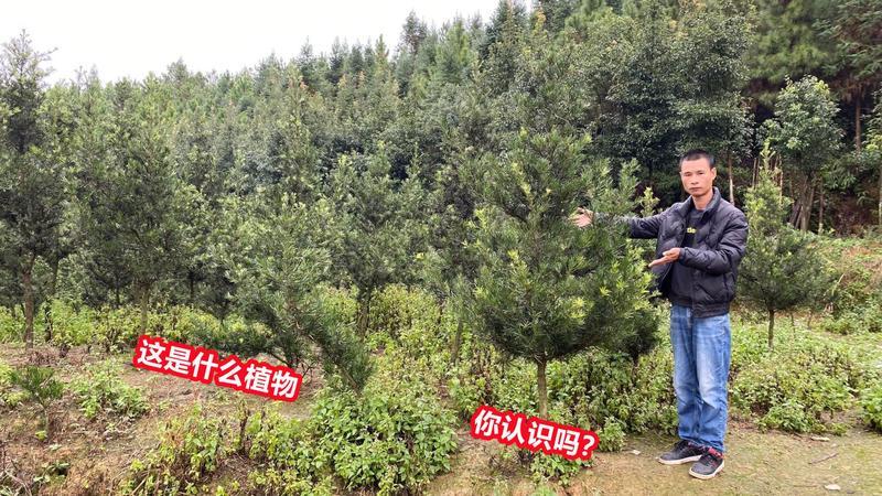 爷爷花5毛钱买的树苗,在后山种了3000棵,没想到如今翻了200倍
