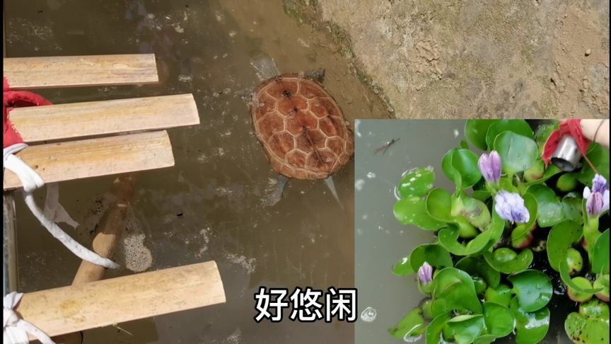 刘哥給种龟池消毒换土,放上干净的水,乌龟游的好快活