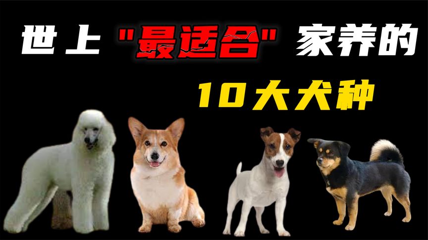 世上最适合家养的10种狗,你知道哪些狗最适合在家养吗?