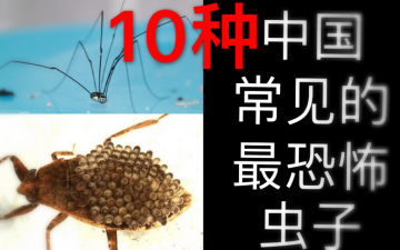 【胆小慎入】10种国内常见的最恐怖的虫子