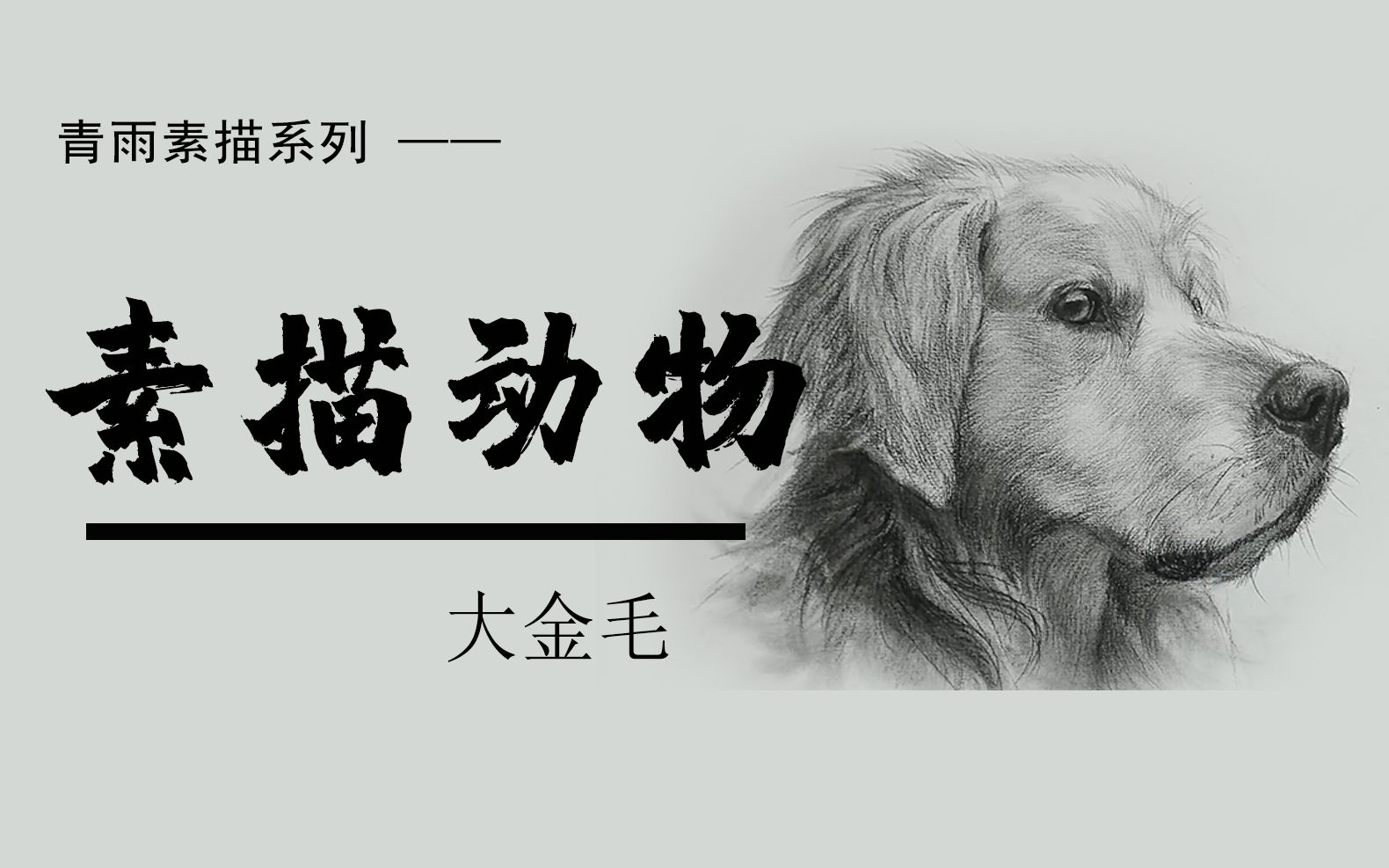 【详细教程】素描动物零基础入门教程-大金毛-青雨素描-安德烈绘画...