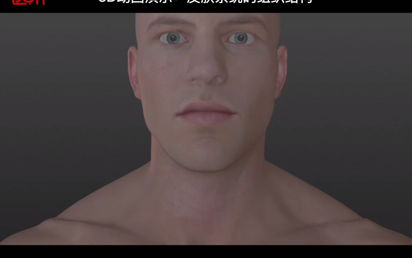 皮肤系统的组织结构