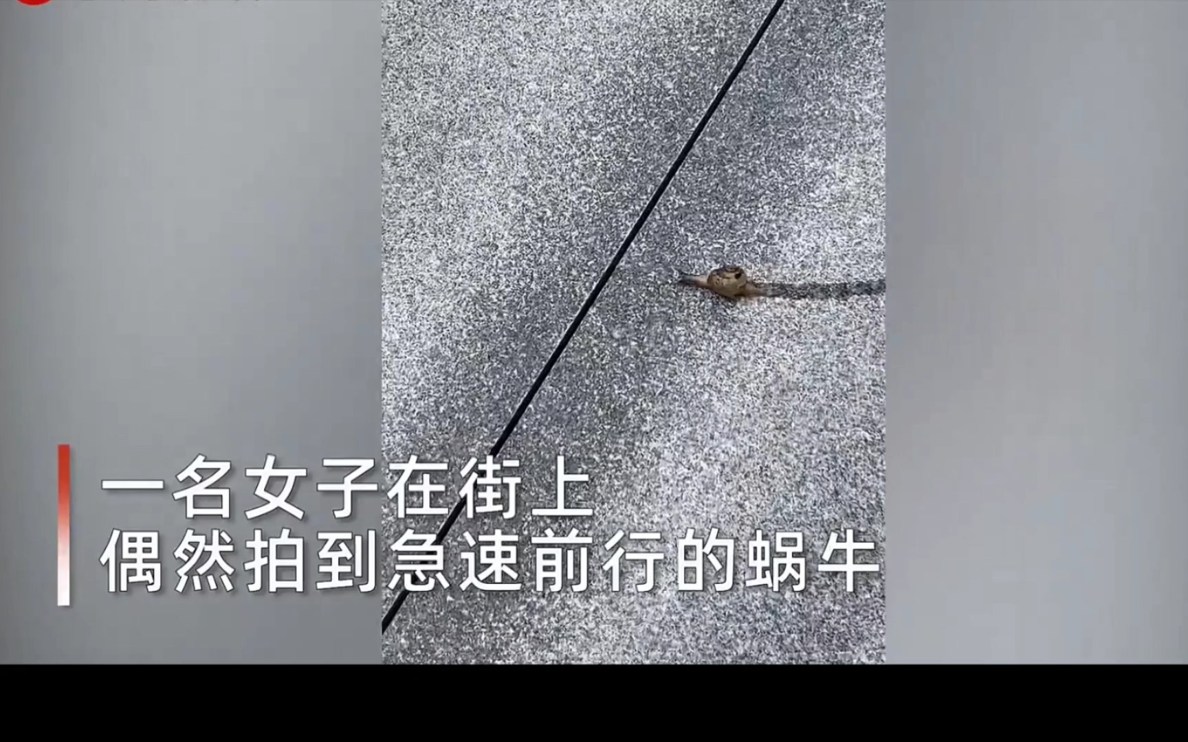 高温天气一女子在街上拍到了蜗牛开启极速模式