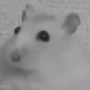 死肥宅---12138 
