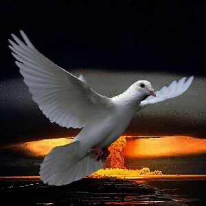 -核平鸽- 