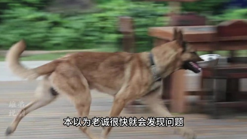 这只缉毒犬真记仇,偷换饭盆闹乌龙,脑洞大开的电视剧