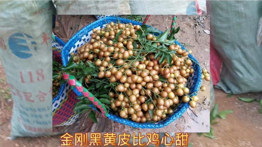 黑金刚黄皮嫁接果苗,种植2年投产,果比鸡心甜核少丰富产品