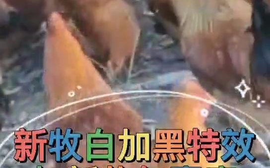 鸡咳嗽呼噜这样轻松解决 鸡嗓子呼噜呼噜喂啥药