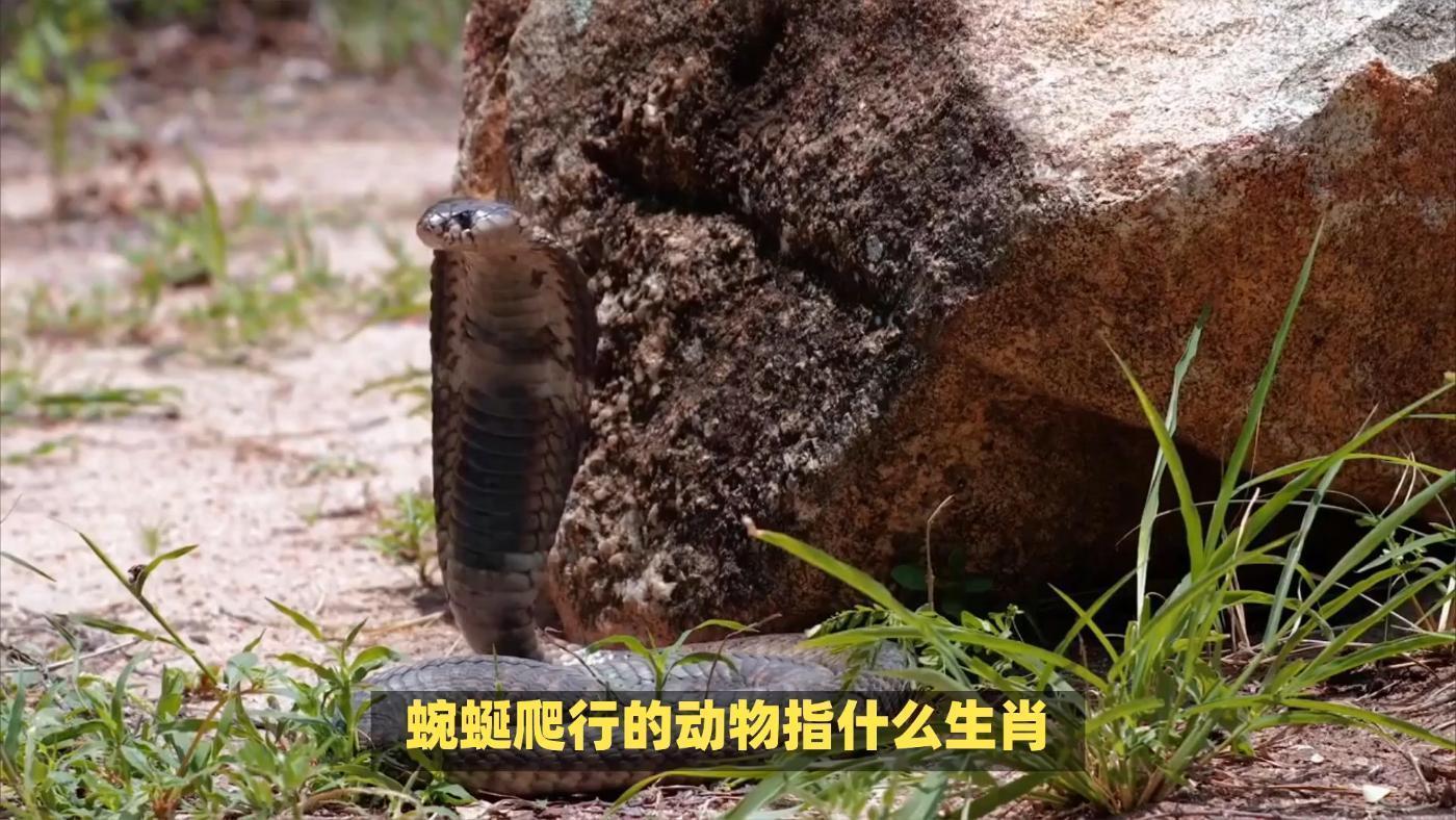 蜿蜒爬行的动物指什么生肖? #内容启发搜索
