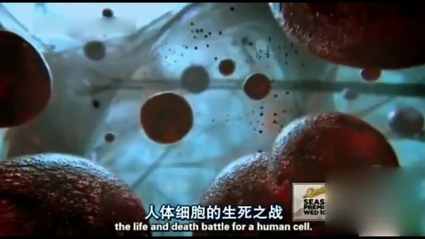 一场关于生死的史诗级战斗;细胞与细菌、病毒大战!