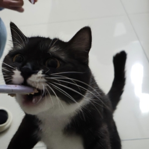迷途猫猫猫猫猫猫 