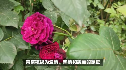 红帽子月季除了花语还有哪些文化价值:象征意义、观赏价值