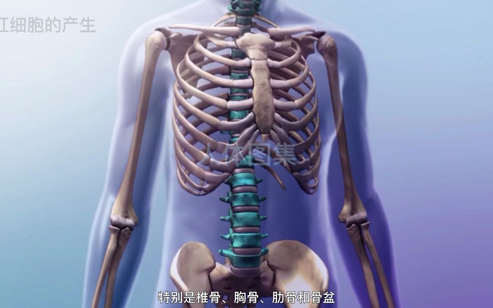 3d医学科普视频——人体红细胞的产生