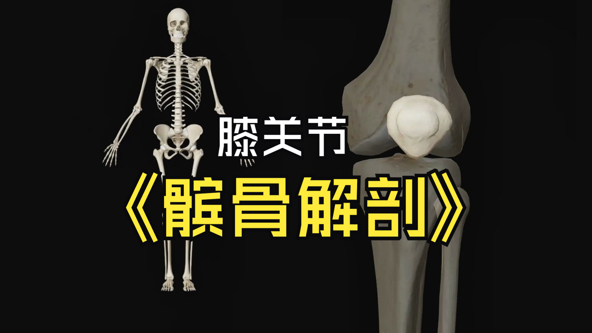 秒懂骨骼 膝关节 髌骨解剖学介绍 简快整骨