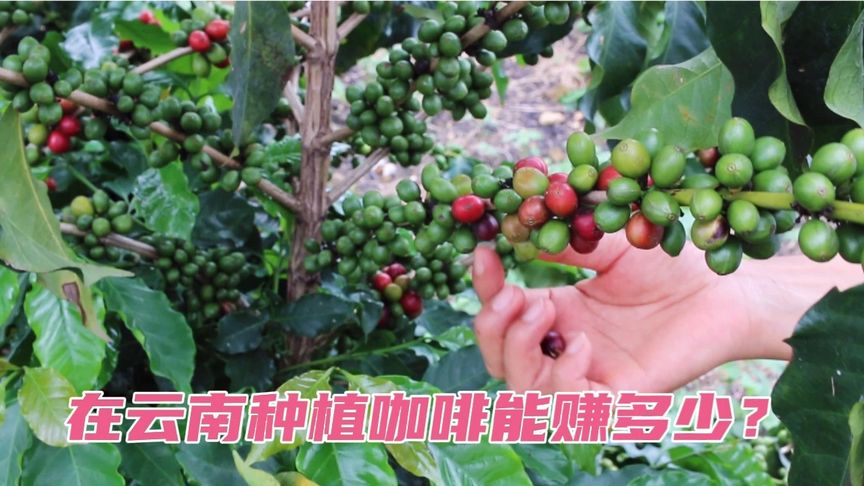 在云南种植咖啡能赚多少?答案超出你的想象!