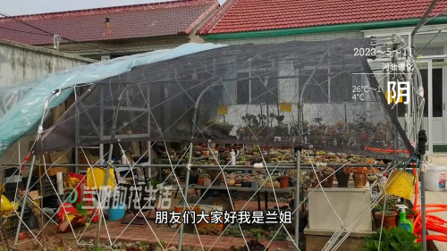 夏天多肉用几针遮阳网,遮阳网不仅遮挡紫外线还有这两个用途