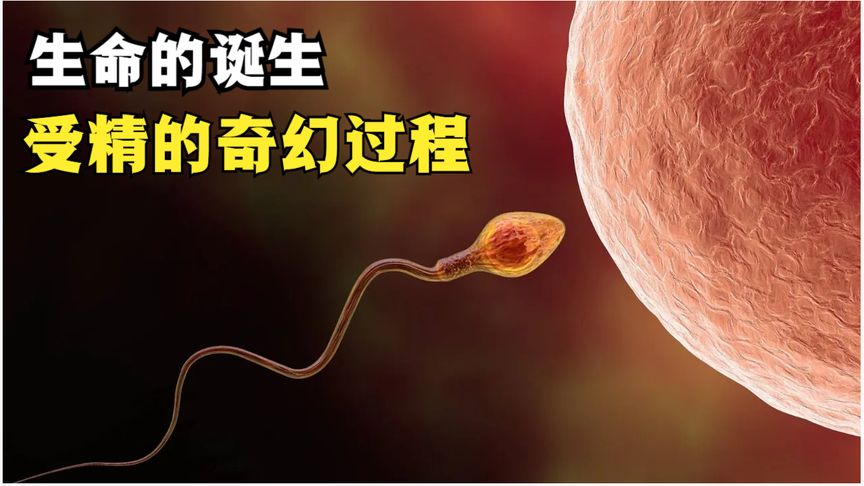 这是我们所有人故事,3D动画科普演示精子与卵子相遇的生命旅程