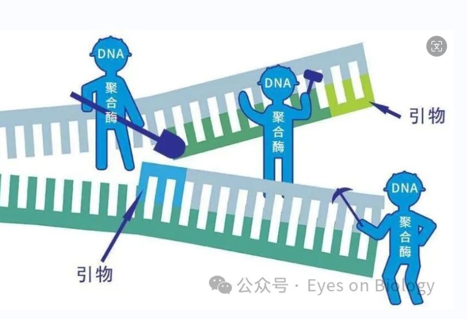 为什么PCR扩增使用DNA引物,细胞内DNA复制使用RNA引物?RNA...